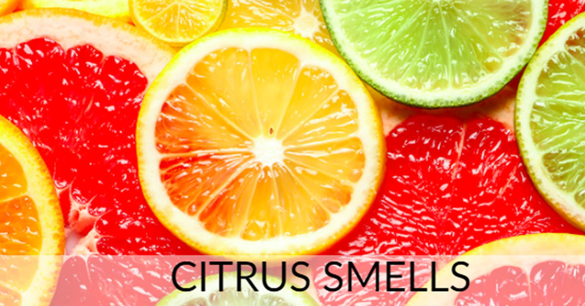 Khám phá các nhóm hương chính trong nước hoa (Phần 1) | namperfume